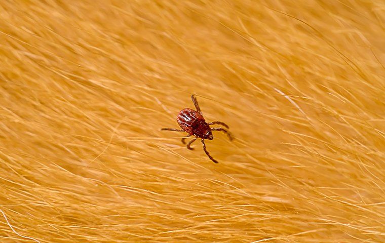 Tick Control 101: Techniques For A Tick-Free Jefferson Yard | Gecko ...