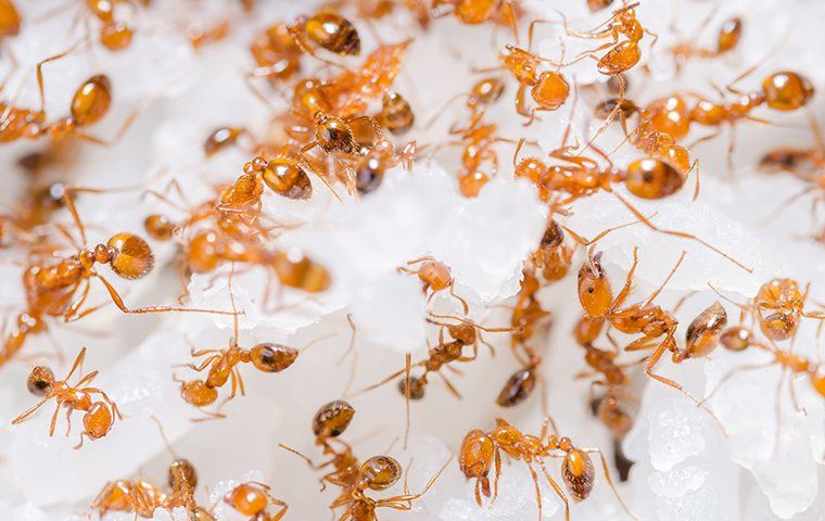 Fire Ant Control 101: Identifying, Preventing, And Controlling Fire ...