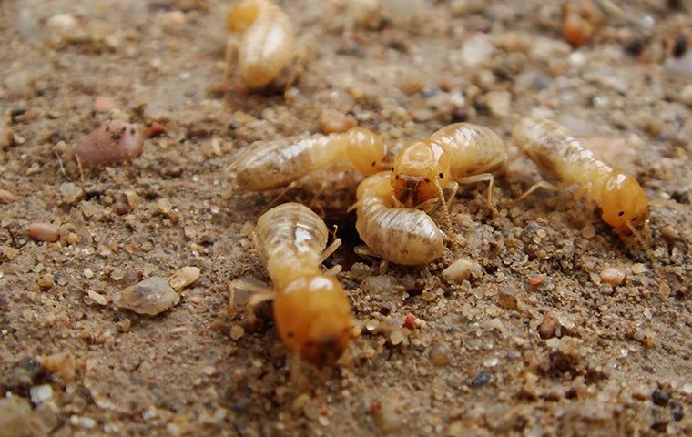 What To Do If You Think Your Marshall Home Has Termites | Gecko Pest ...