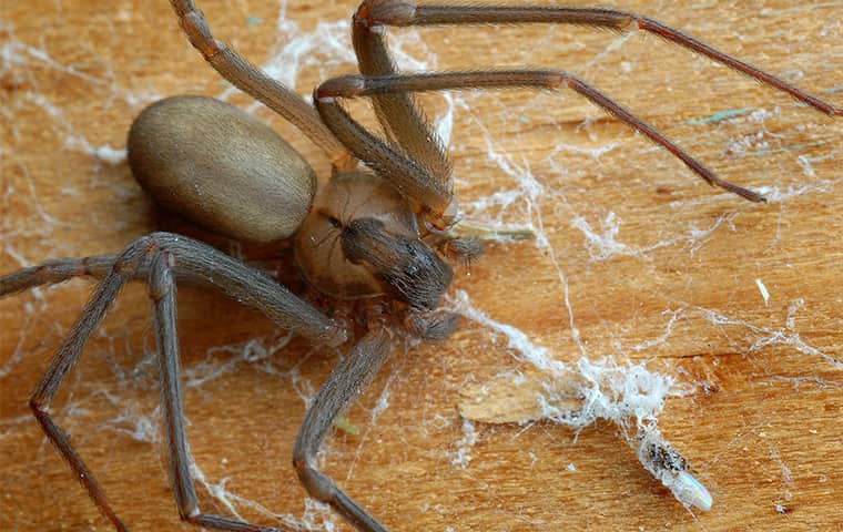 Pest Spotlight: How To Handle House Spiders Effectively In Longview ...