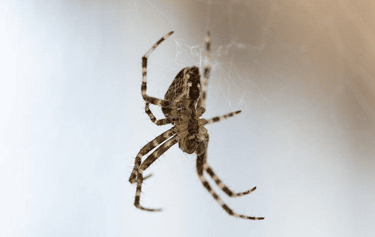 Preventing House Spider Encounters: Tips For A Spider-Free Home In ...