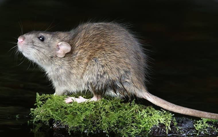 What It Takes To Get Rid Of Rats On Your Longview Property | Gecko Pest ...